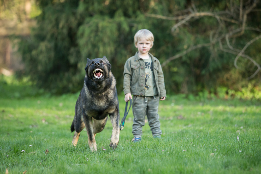 Best Guard Dogs for Families - How To Keep Your Home Safe
